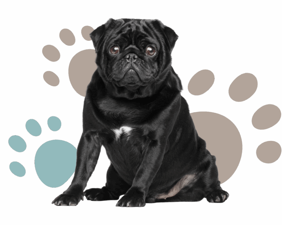 Pet Laboratory Testing In Cameron Park, CA | Companion Animal Hospital